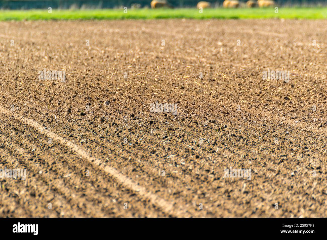 soil from an agricultural field prepared for spring planting Stock ...