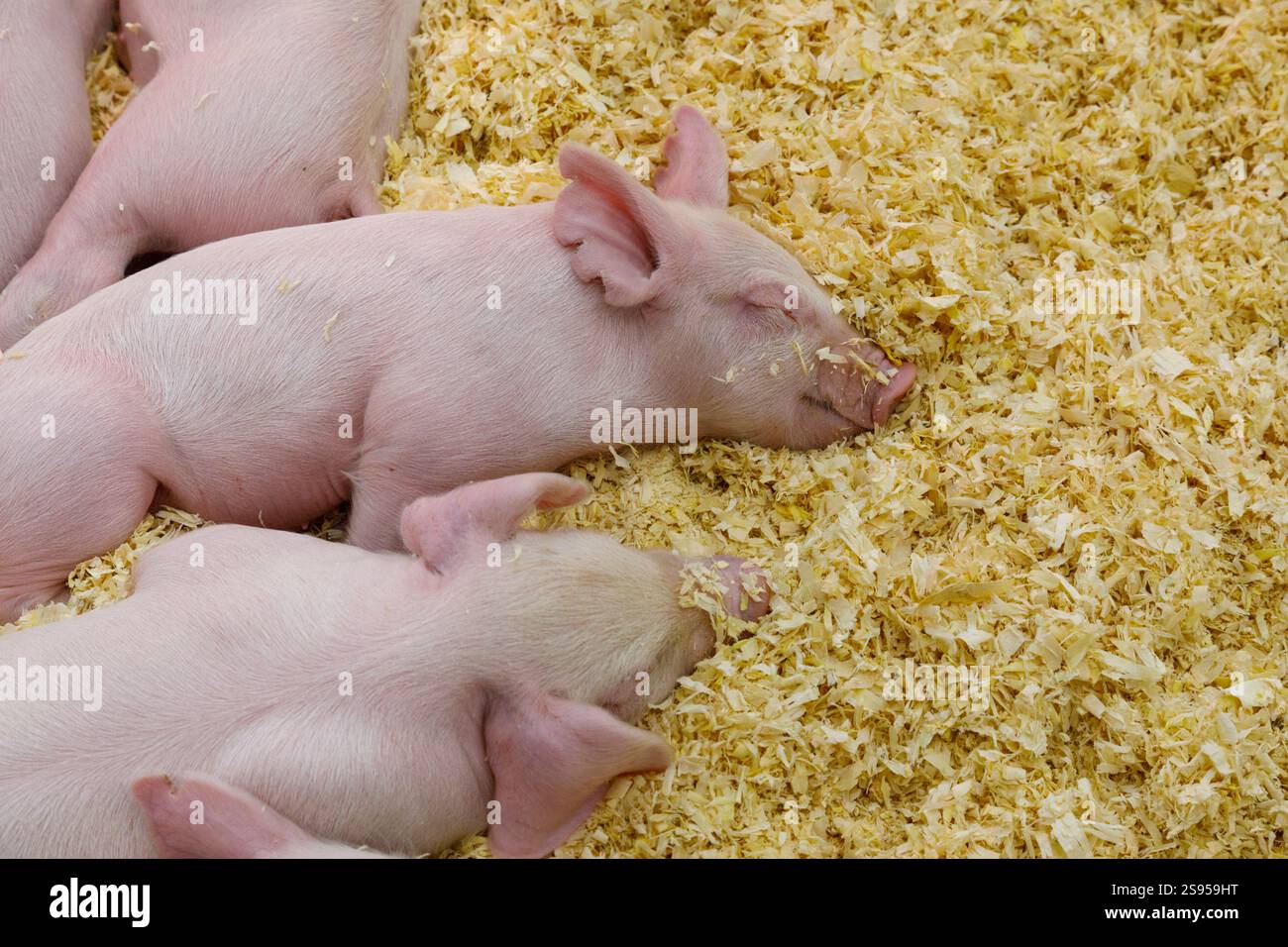 USA, Indiana, Indianapolis. Sleeping pink piglets in swine barn at ...