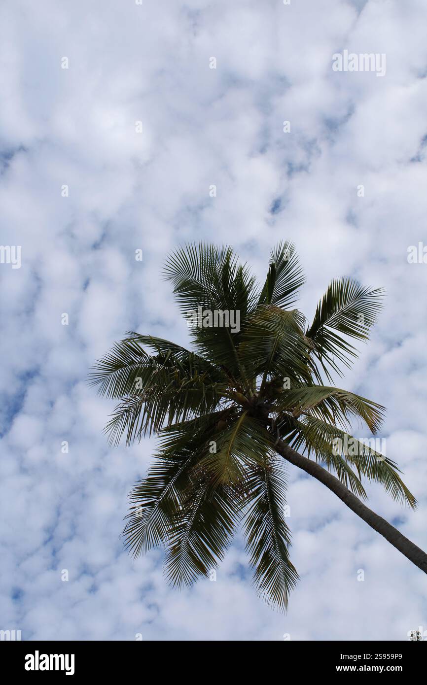 Bvi plants hi-res stock photography and images - Alamy