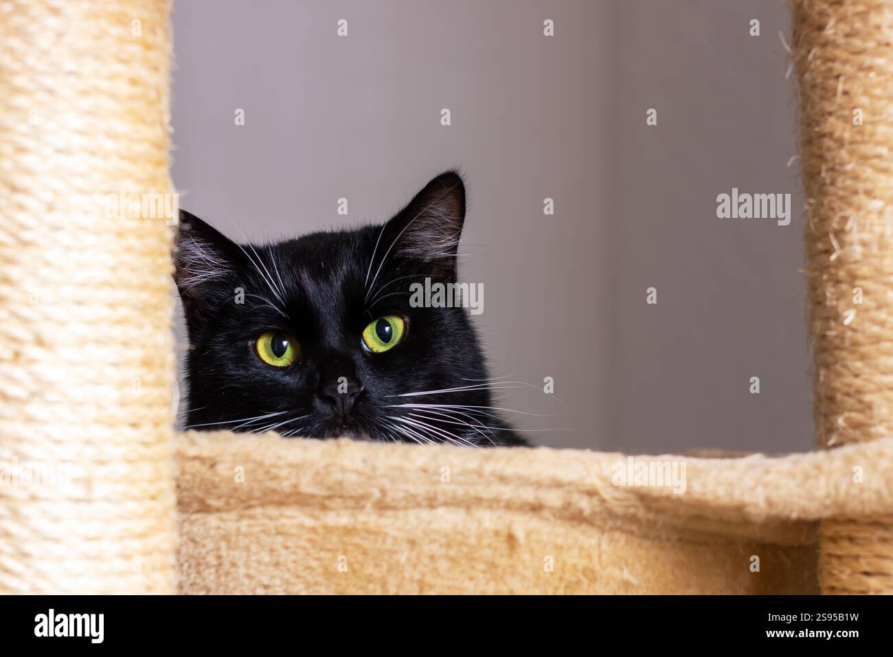 A sleek black cat with bright green eyes is curiously peeking out from ...