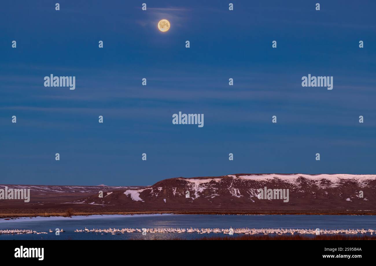 Full moonset over pond with tundra swans and snow geese at dawn at ...