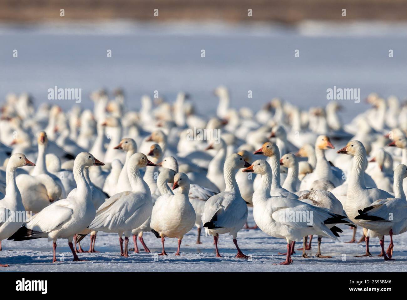 Snow geese on frozen pond at Freezeout Lake Wildlife Management Area ...
