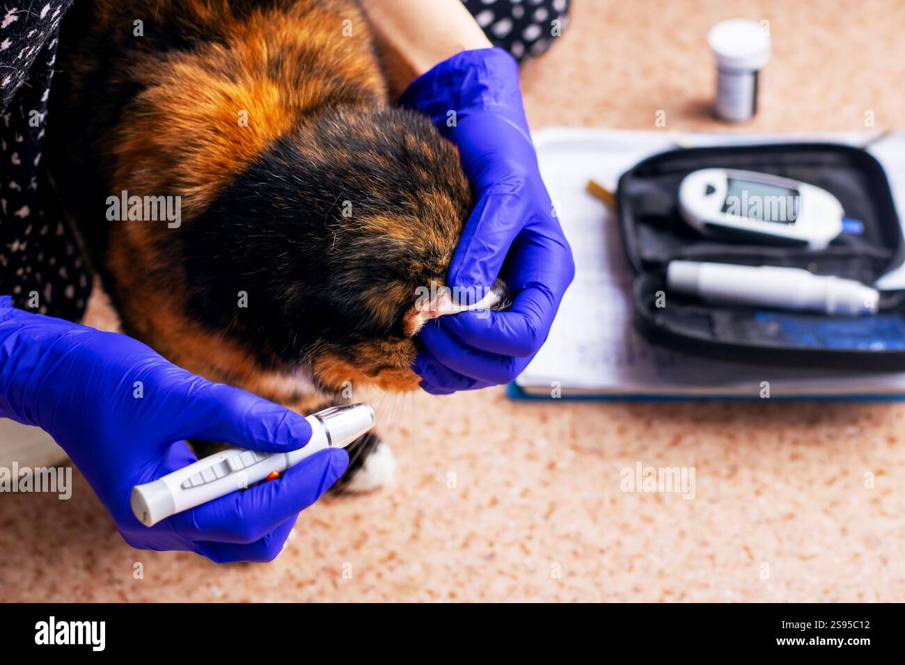 A cat is currently undergoing a thorough examination conducted by a ...