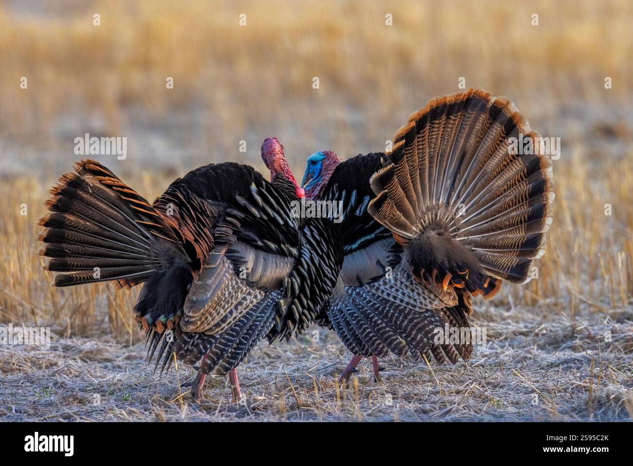 Tom turkeys in breeding plumage near Whitefish, Montana, USA Stock ...