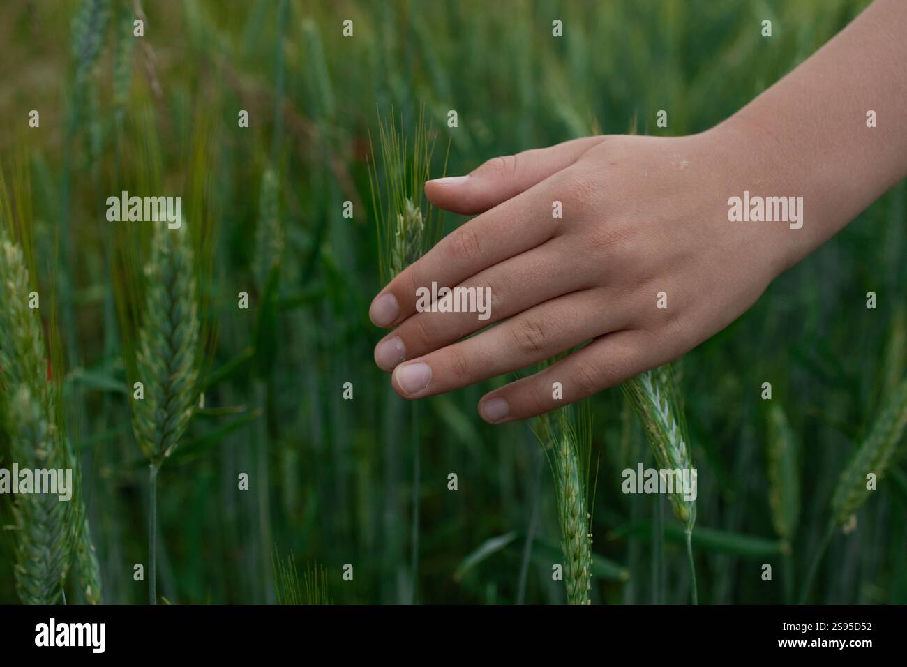 Girl hand stroking green grass hi-res stock photography and images - Alamy