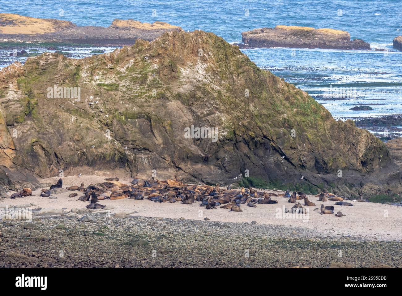 Sea lions at Simpson Reef near Coos Bay, Oregon, USA Stock Photo - Alamy