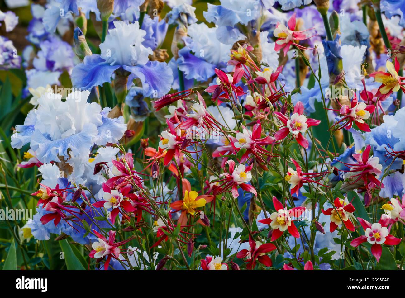 USA, Oregon, Salem. Columbine in multiple colors in garden with Bearded ...