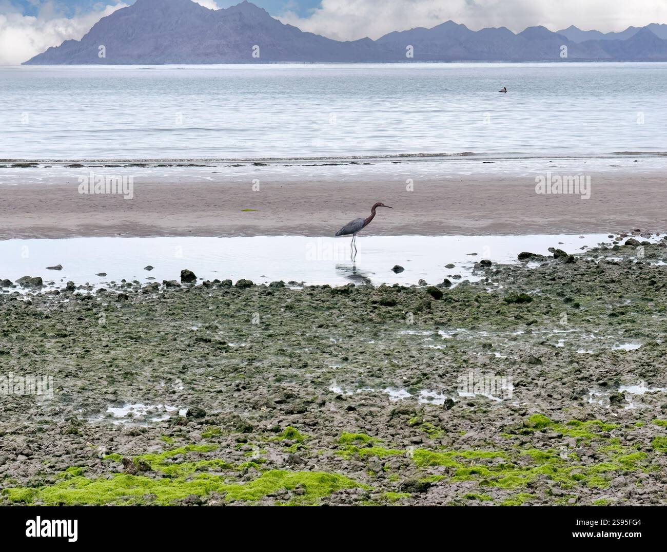 Bird looking for food after high tide receding on the sea of Cortez or ...
