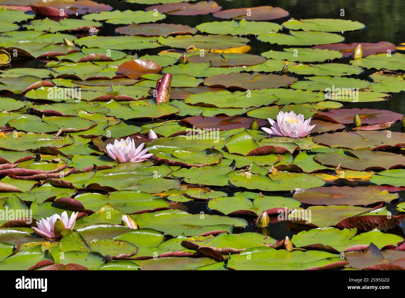 USA, Oregon, Barview. Small pond with waterlilies in bloom Stock Photo ...