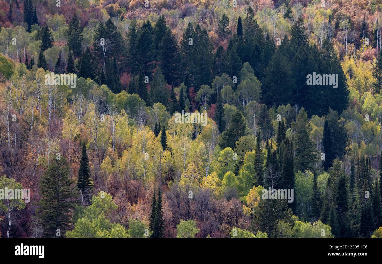 USA, Utah, Logan Canyon along Highway 89 with Aspens and canyon maple ...