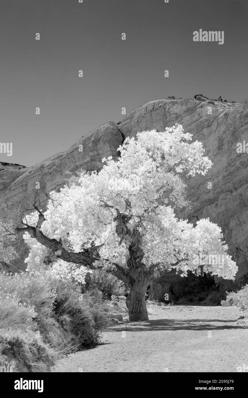 Cottonwood Black and White Stock Photos & Images - Alamy