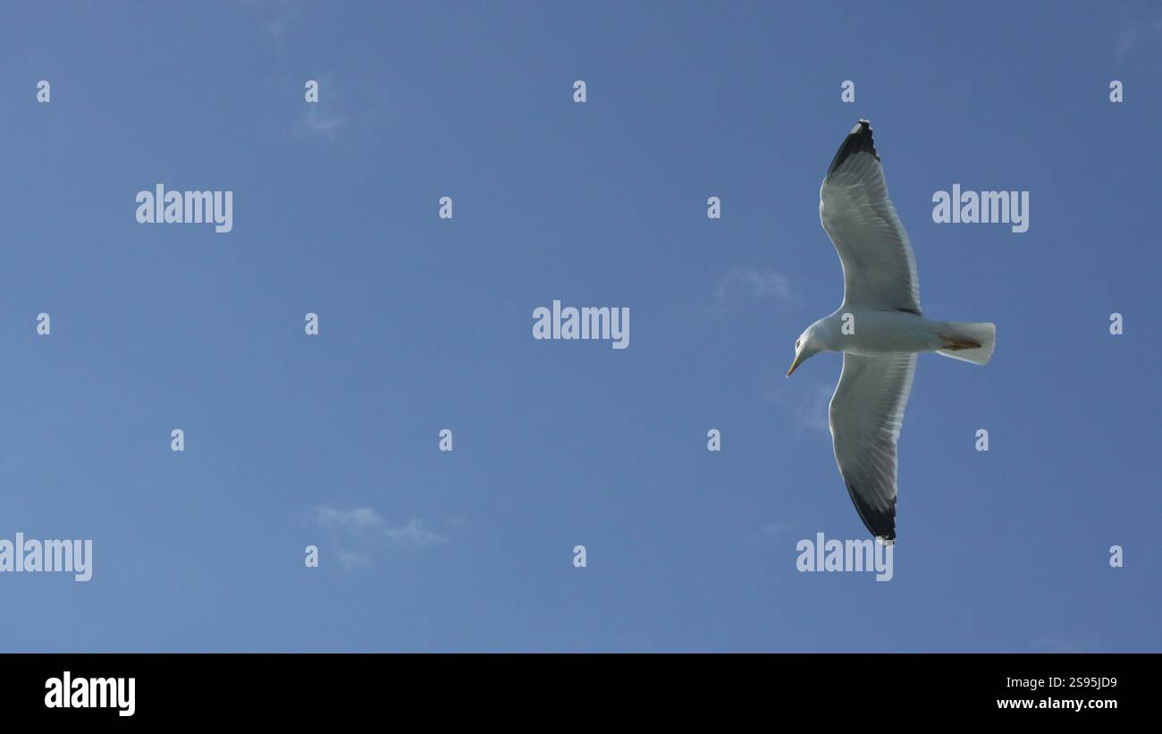 Seagull Flight Ocean Sky: Bird soaring coastal skies, daytime, natural ...