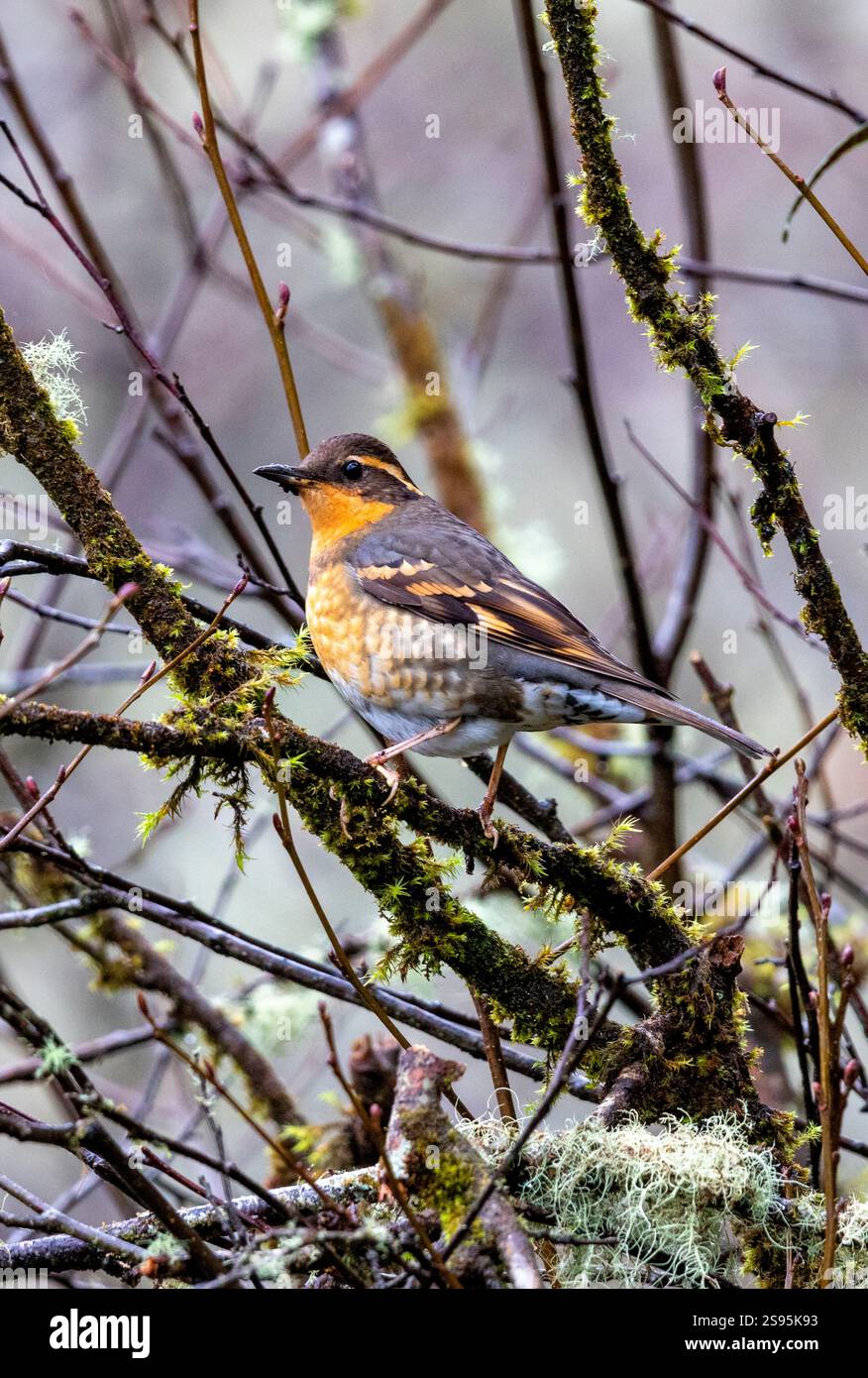 Male varied thrush at Cape Disappointment State Park, Washington State ...