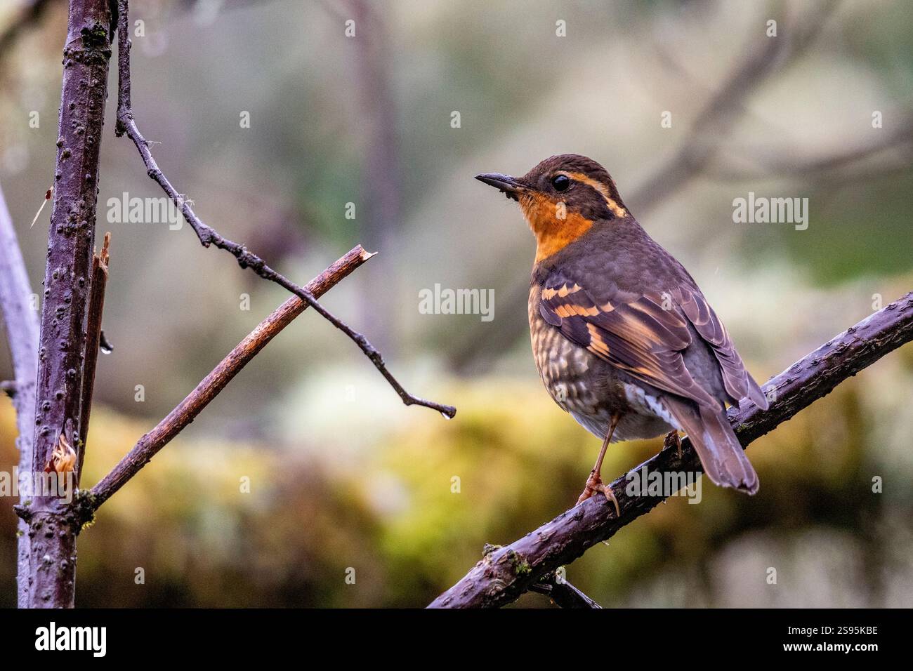 Male varied thrush at Cape Disappointment State Park, Washington State ...