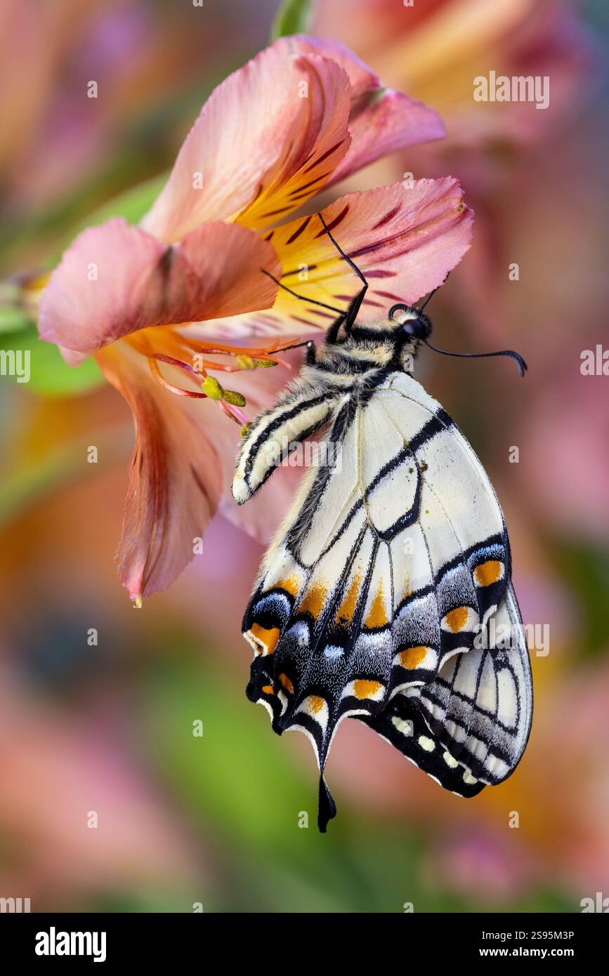 USA, Washington State, Sammamish. Eastern tiger swallowtail buttery on ...