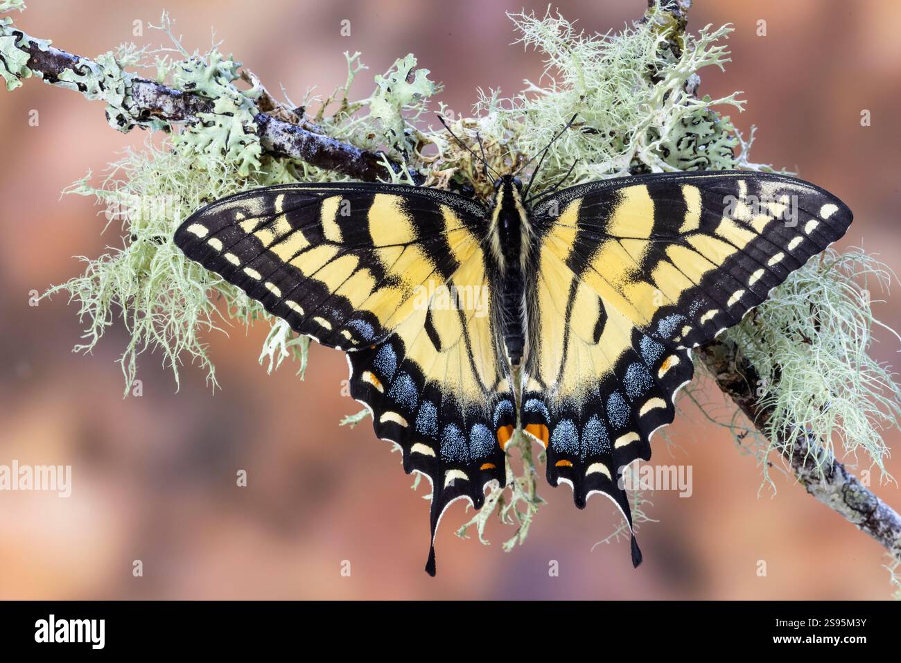 USA, Washington State, Sammamish. Eastern tiger swallowtail buttery on ...