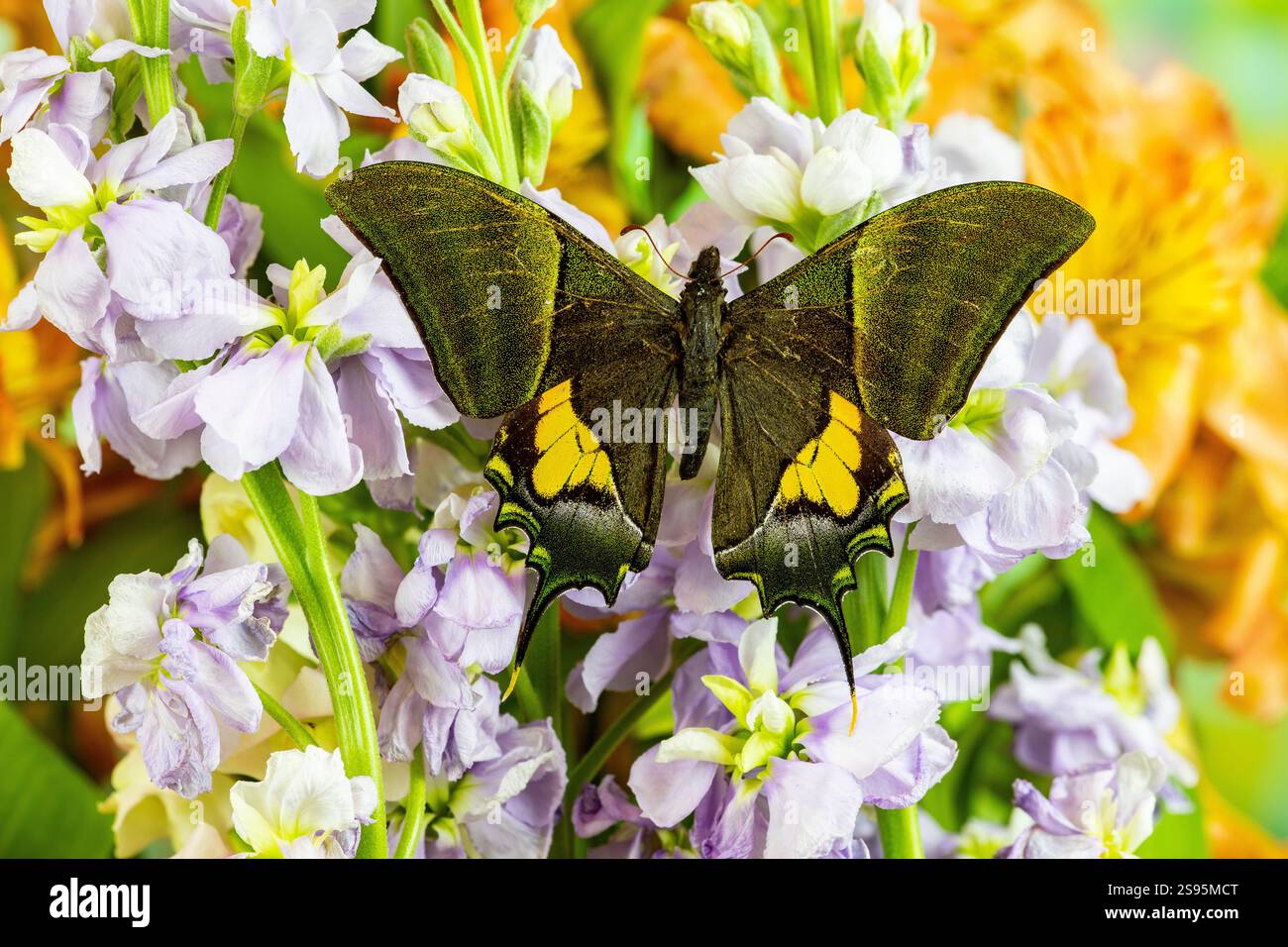 USA, Washington State, Sammamish. Emperor of India butterfly on ...