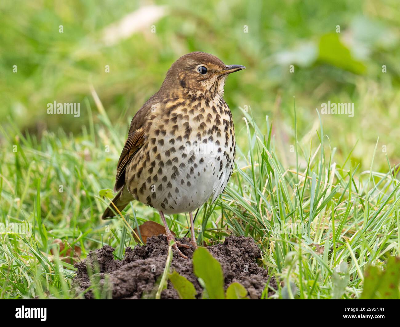 Song Thrush looking for worms UK [ Turdus Philomelos ] Stock Photo - Alamy