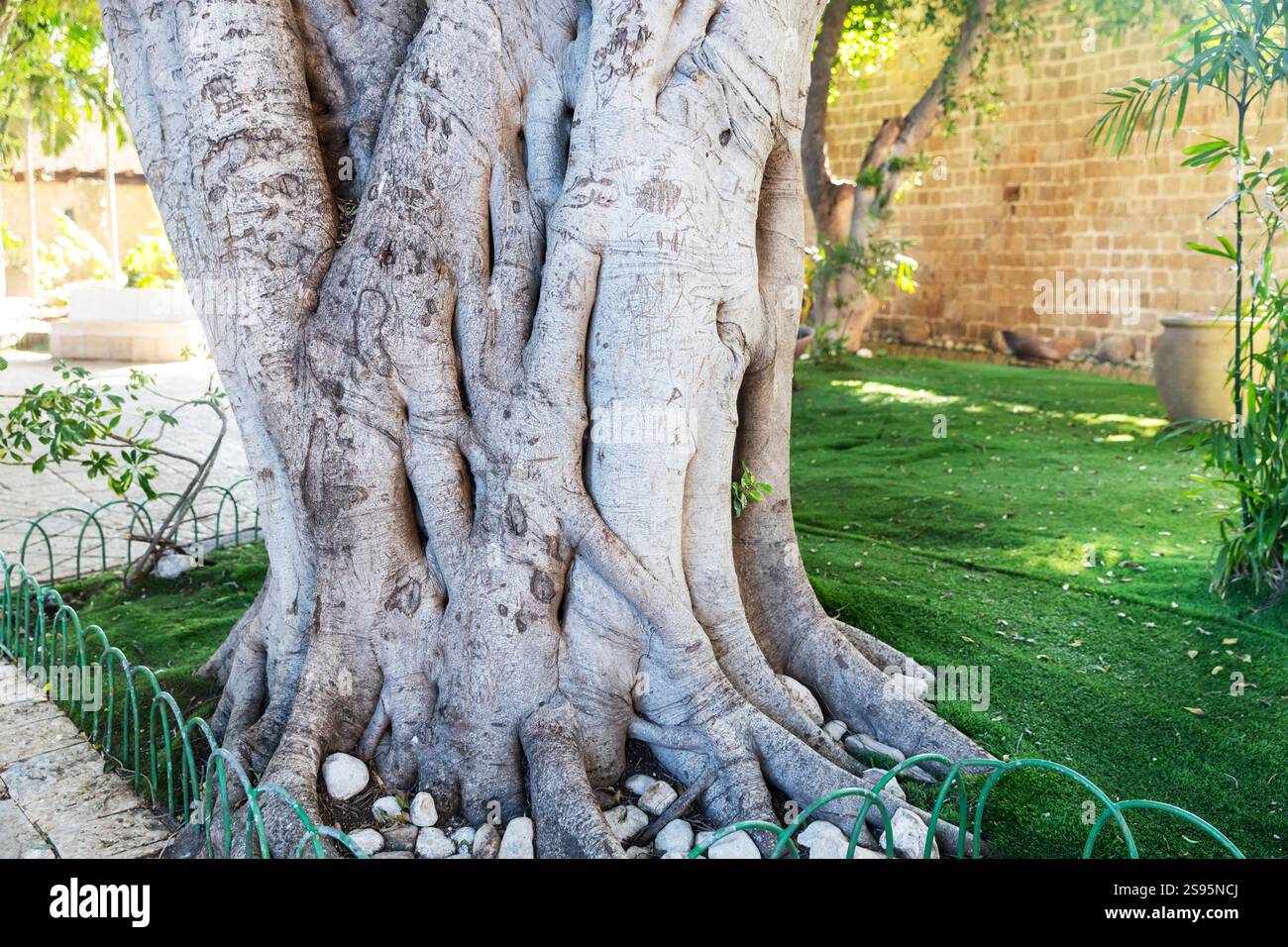 Braided trunk hi-res stock photography and images - Alamy