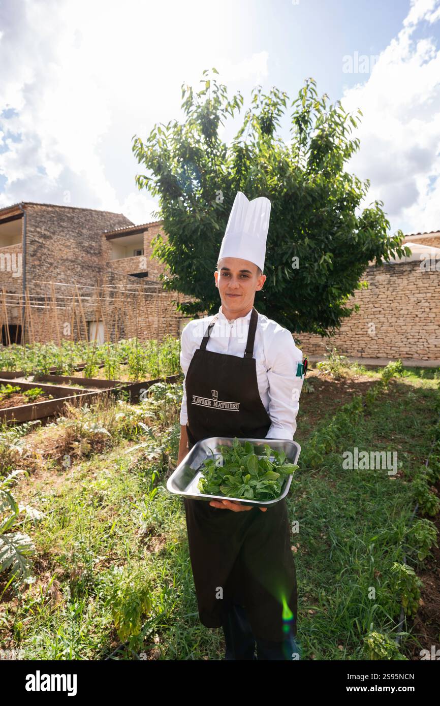 Chef at Xavier Mathieu restaurant hold a pan of freshly picked basil ...