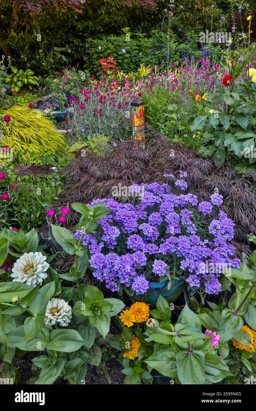 USA, Washington State, Sammamish. Summer perennial flower garden with ...