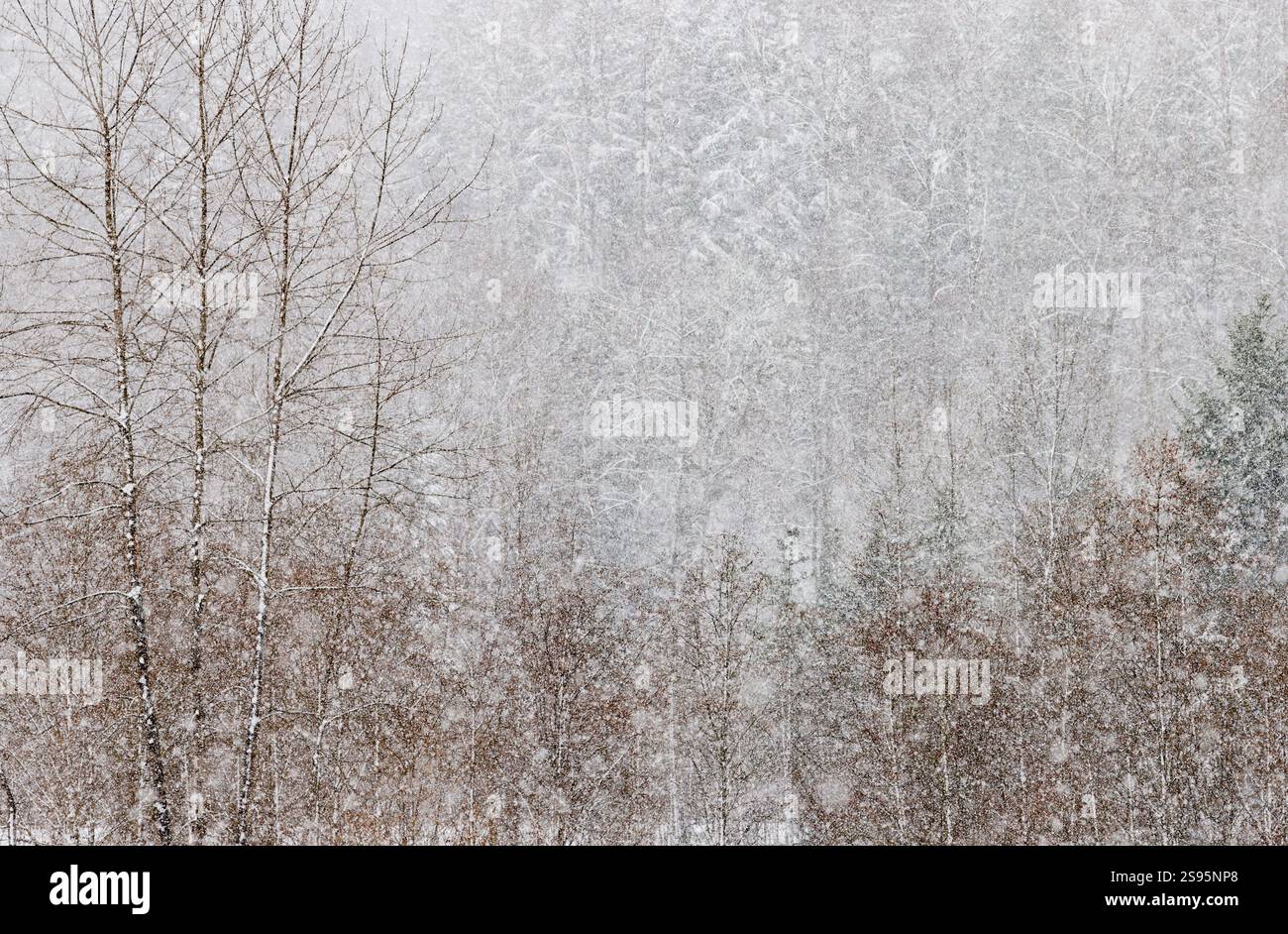USA, Washington State. Snow falling on hardwoods and evergreen trees ...