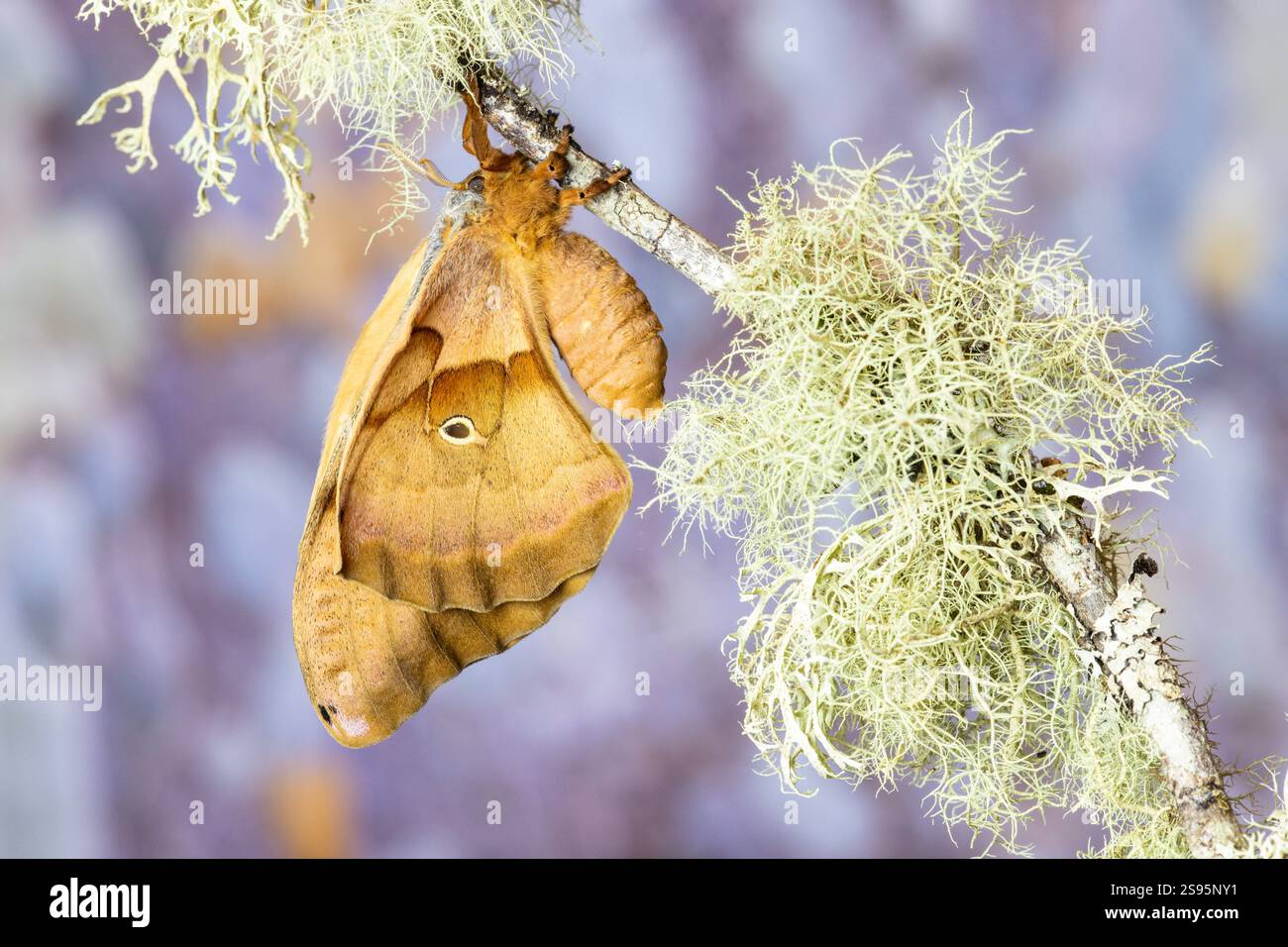 USA, Washington State, Sammamish. Antheraea polyphemus silk moth of ...