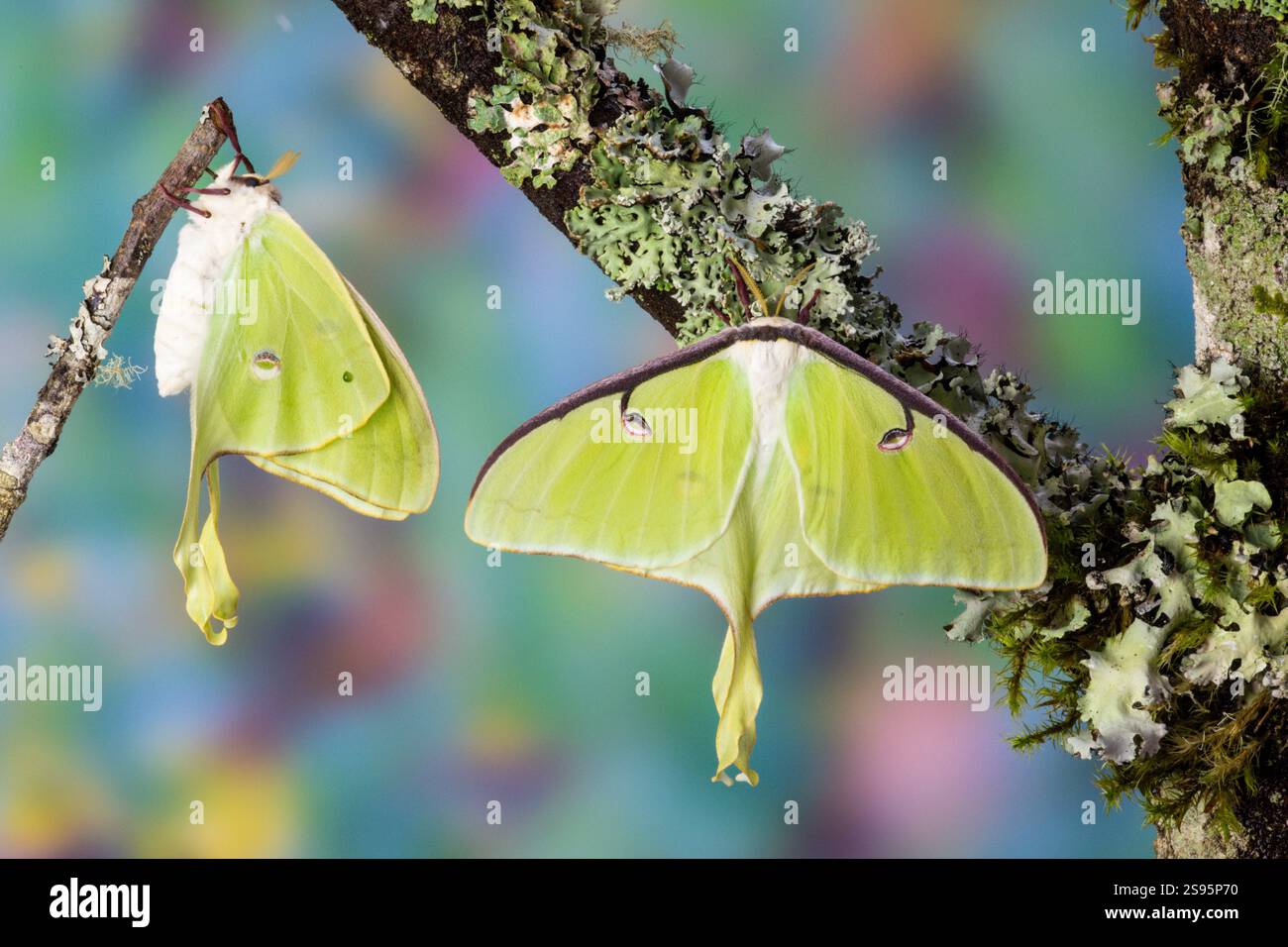 USA, Washington State, Sammamish. Luna silk moth lime green with long ...