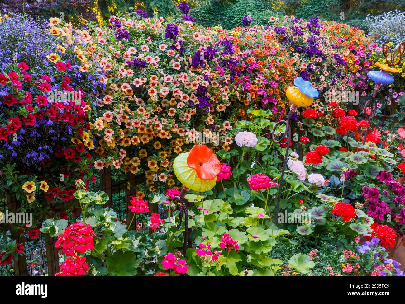 Geraniums lobelia hi-res stock photography and images - Alamy