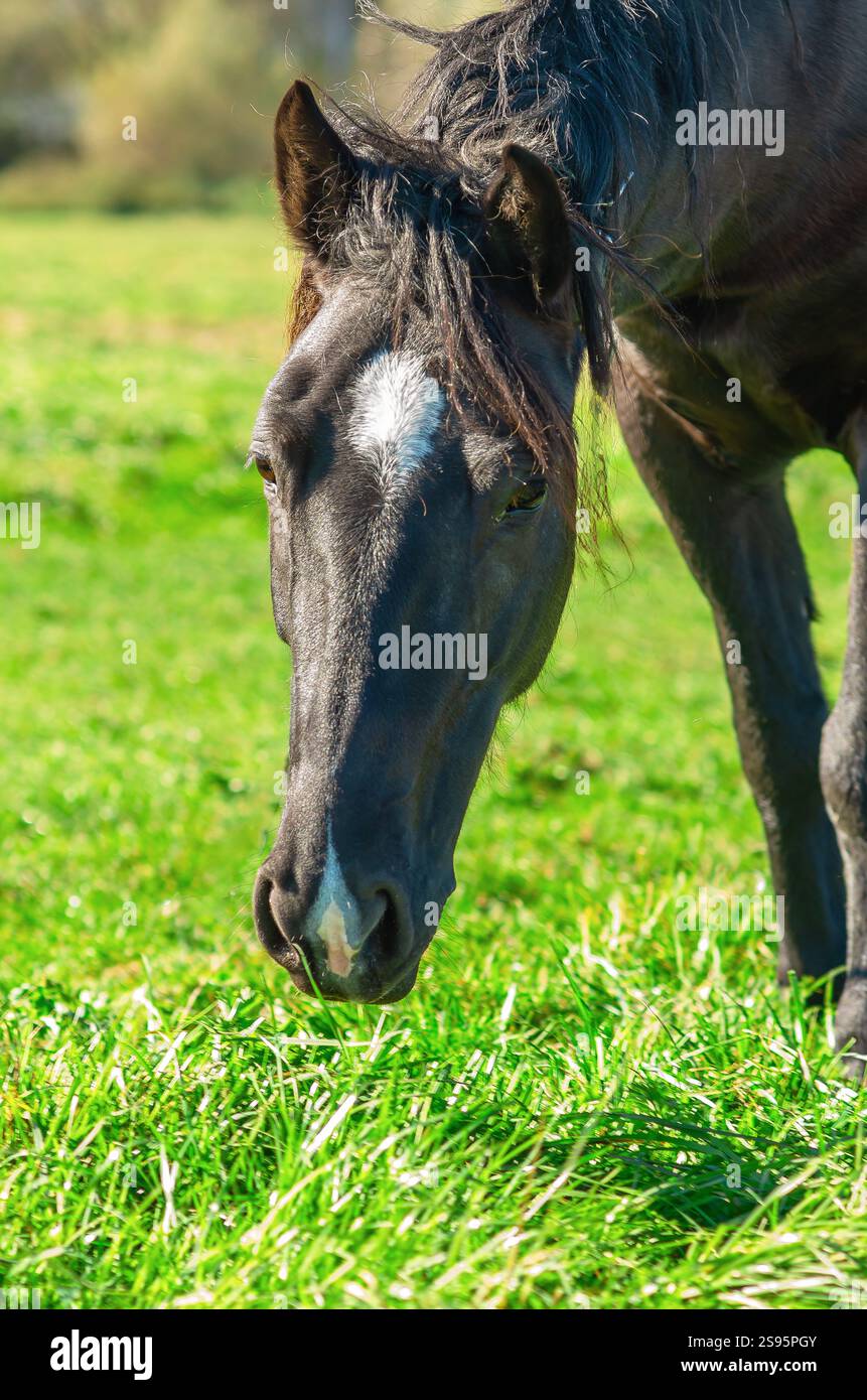 Black horse with white spot on forehead with expressive look. Tousled ...