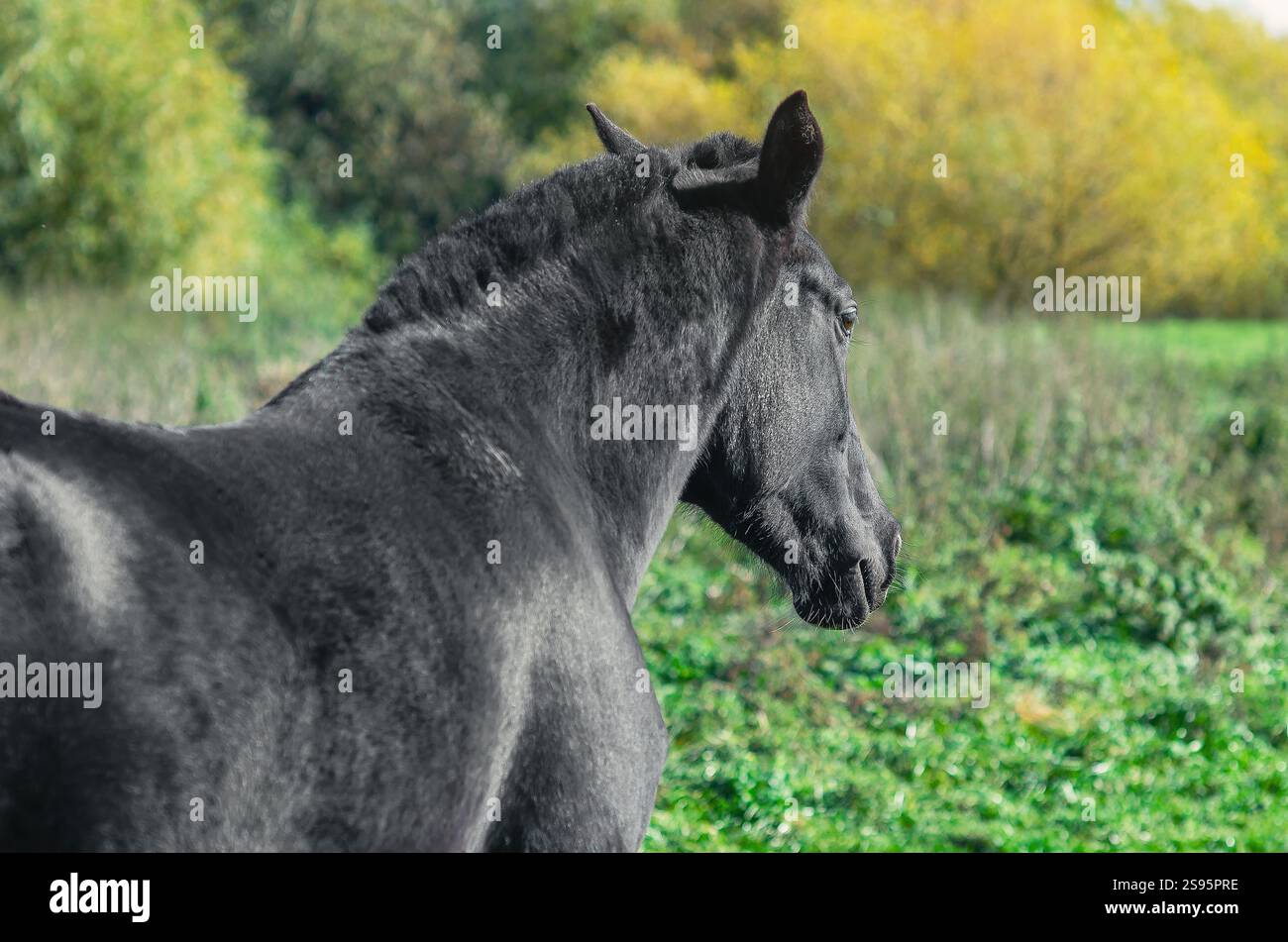 Black racing stallion with short mane. Portrait of horse in profile ...