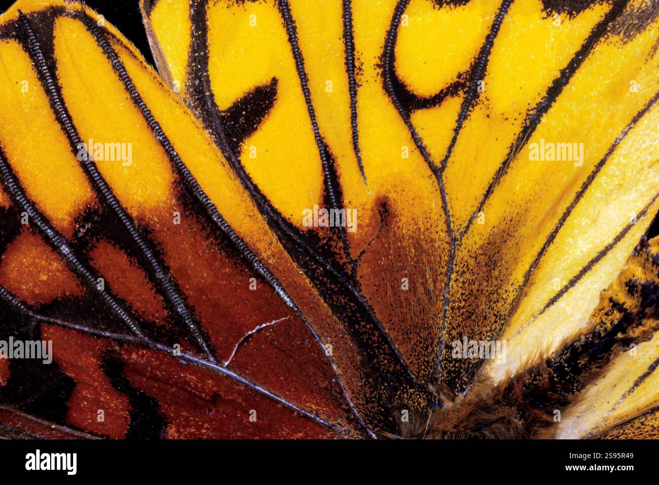 USA, Washington State, Sammamish. Butterfly wing detail Stock Photo - Alamy