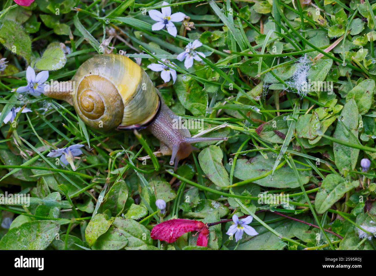 USA, Washington State, Sammamish. Snail crawling in and around ground ...