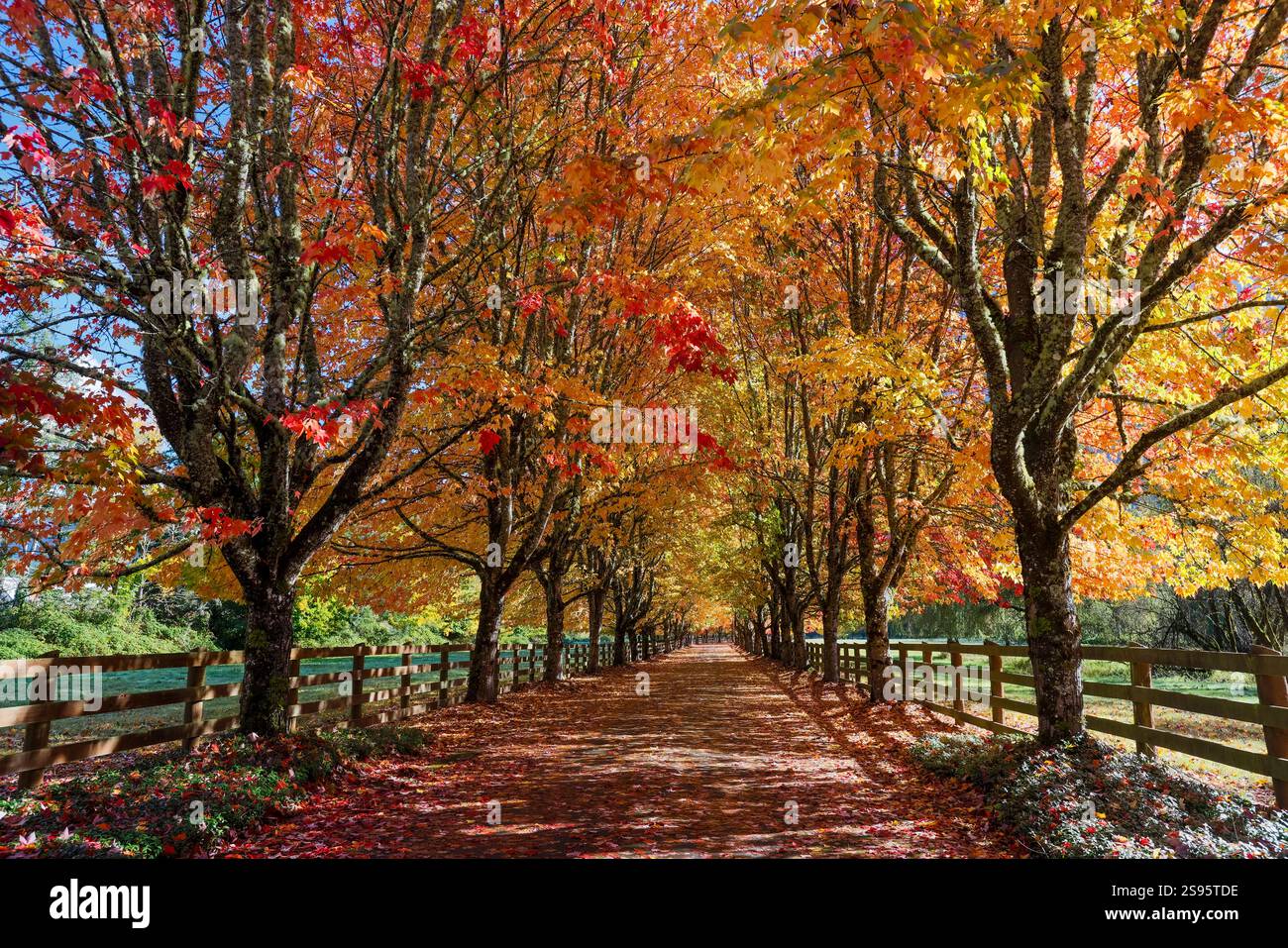Treelined driveway hi-res stock photography and images - Alamy