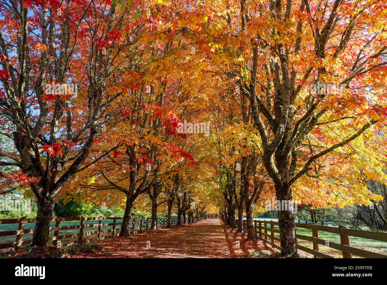 Treelined driveway hi-res stock photography and images - Alamy