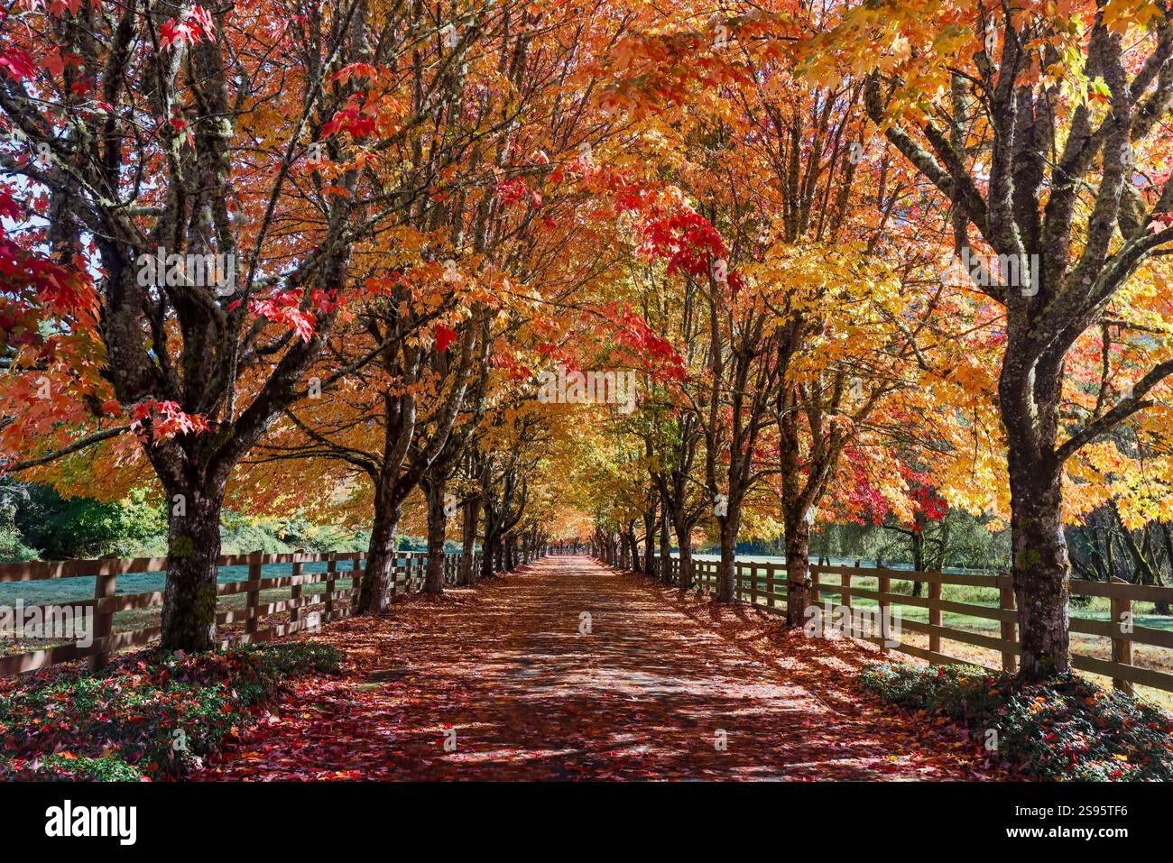 Treelined driveway hi-res stock photography and images - Alamy