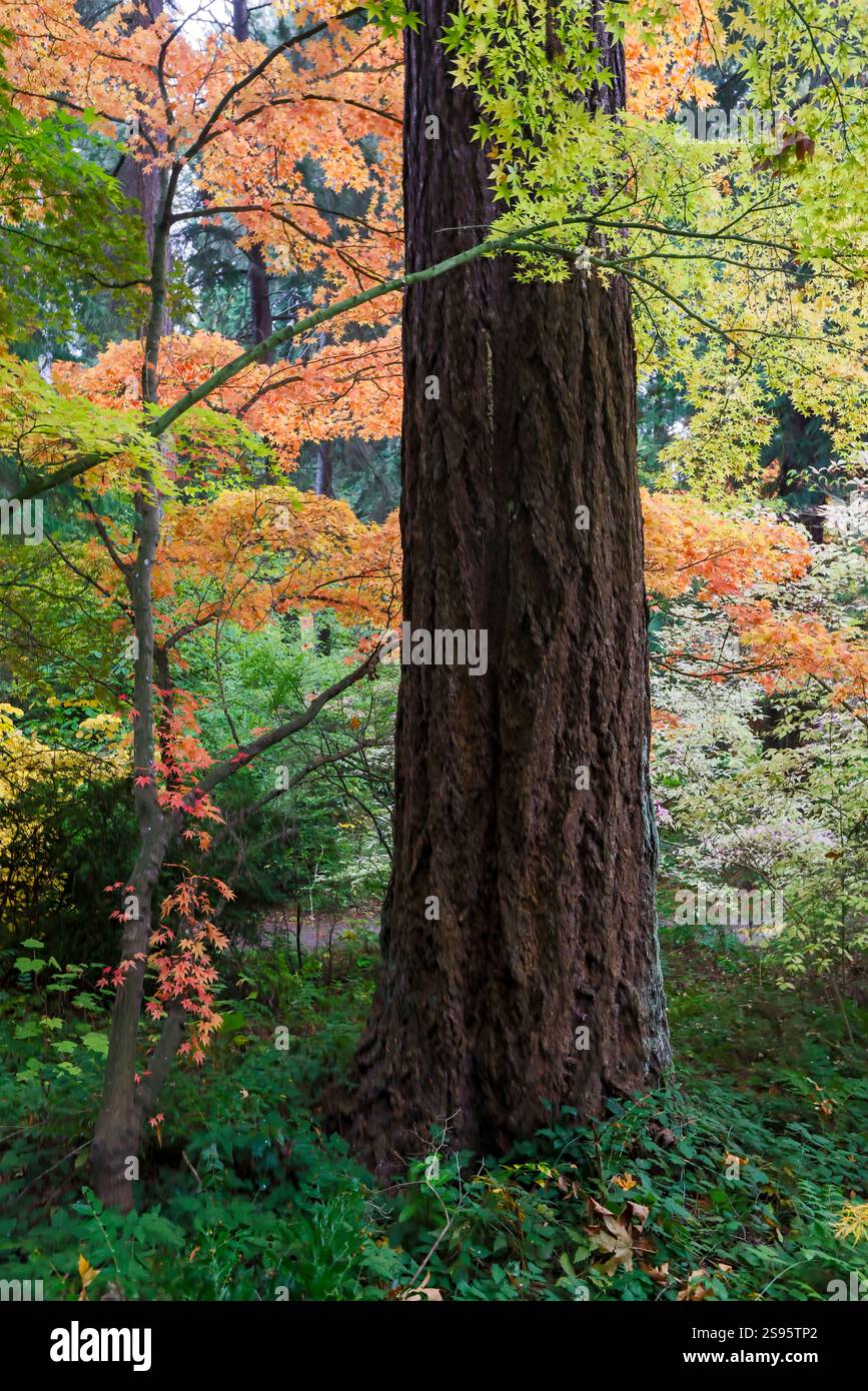 USA, Washington State, Seattle. Washington Park Arboretum in the fall ...