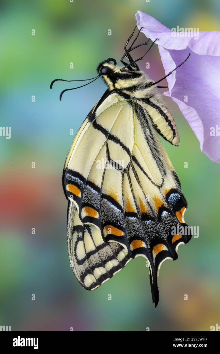 USA, Washington State, Sammamish. Eastern tiger swallowtail buttery on ...
