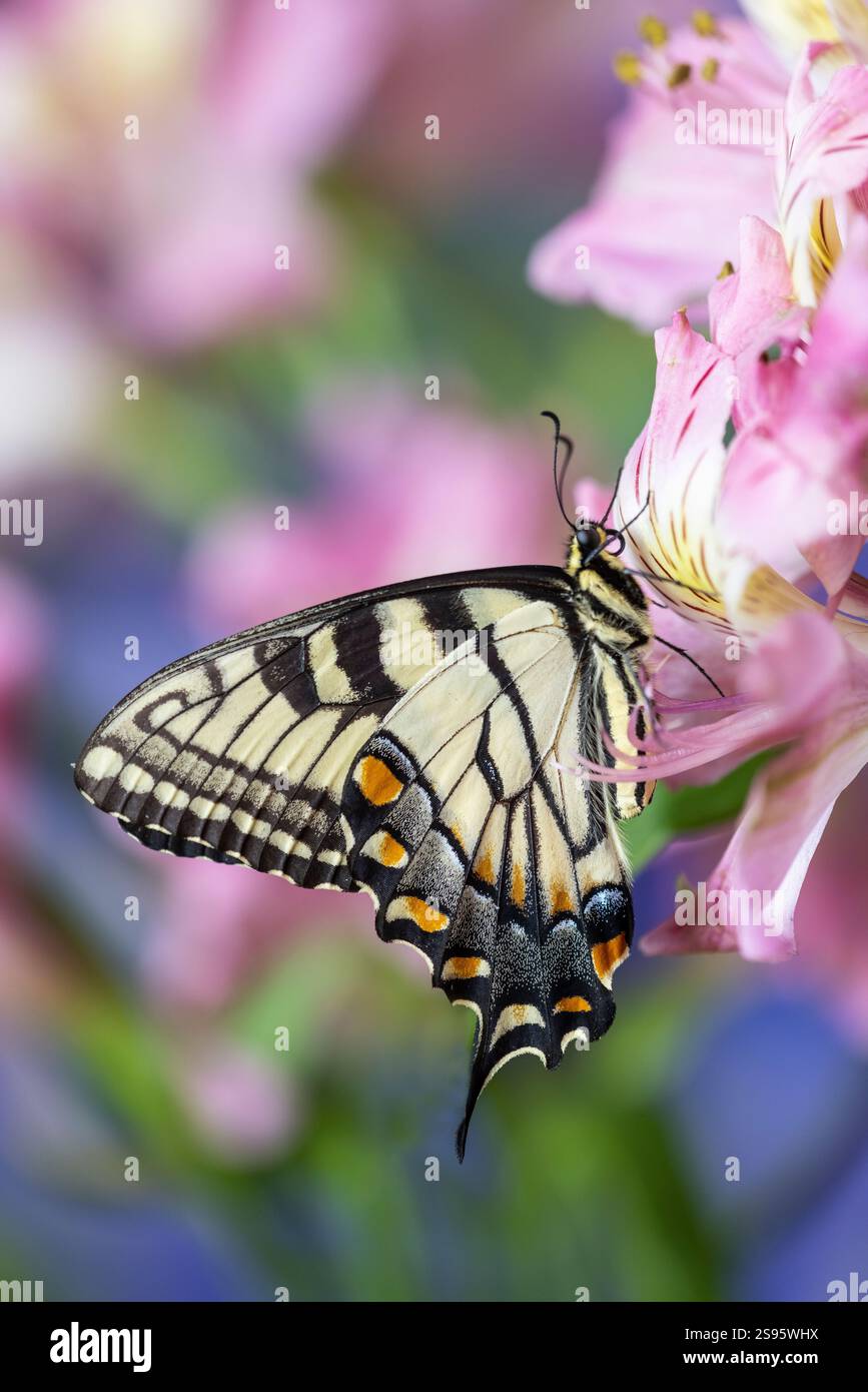 USA, Washington State, Sammamish. Eastern tiger swallowtail buttery on ...