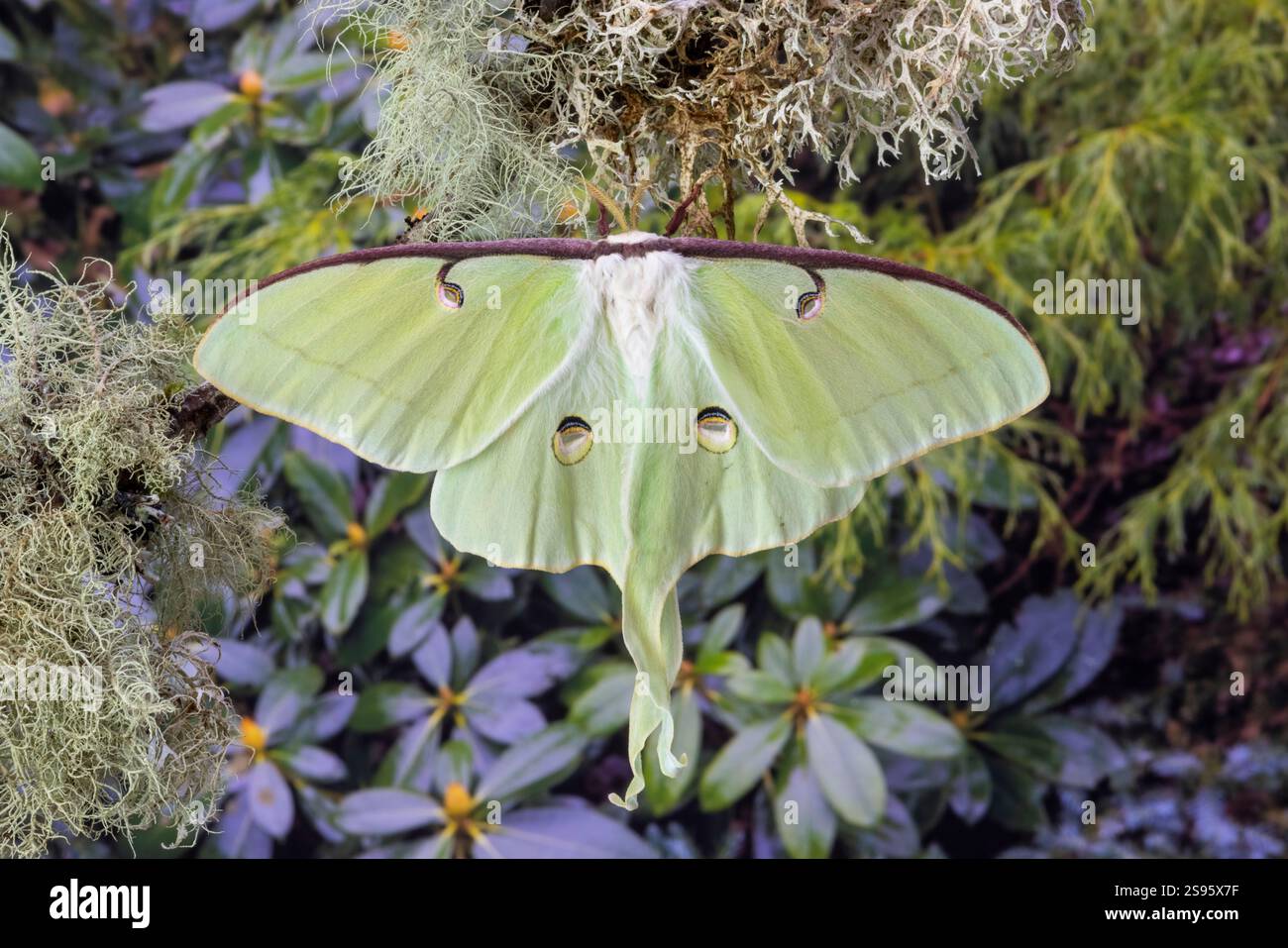 USA, Washington State, Sammamish. Luna silk moth lime green with long ...
