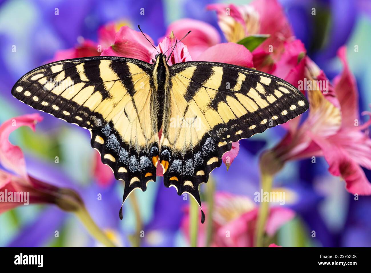 USA, Washington State, Sammamish. Eastern tiger swallowtail buttery on ...