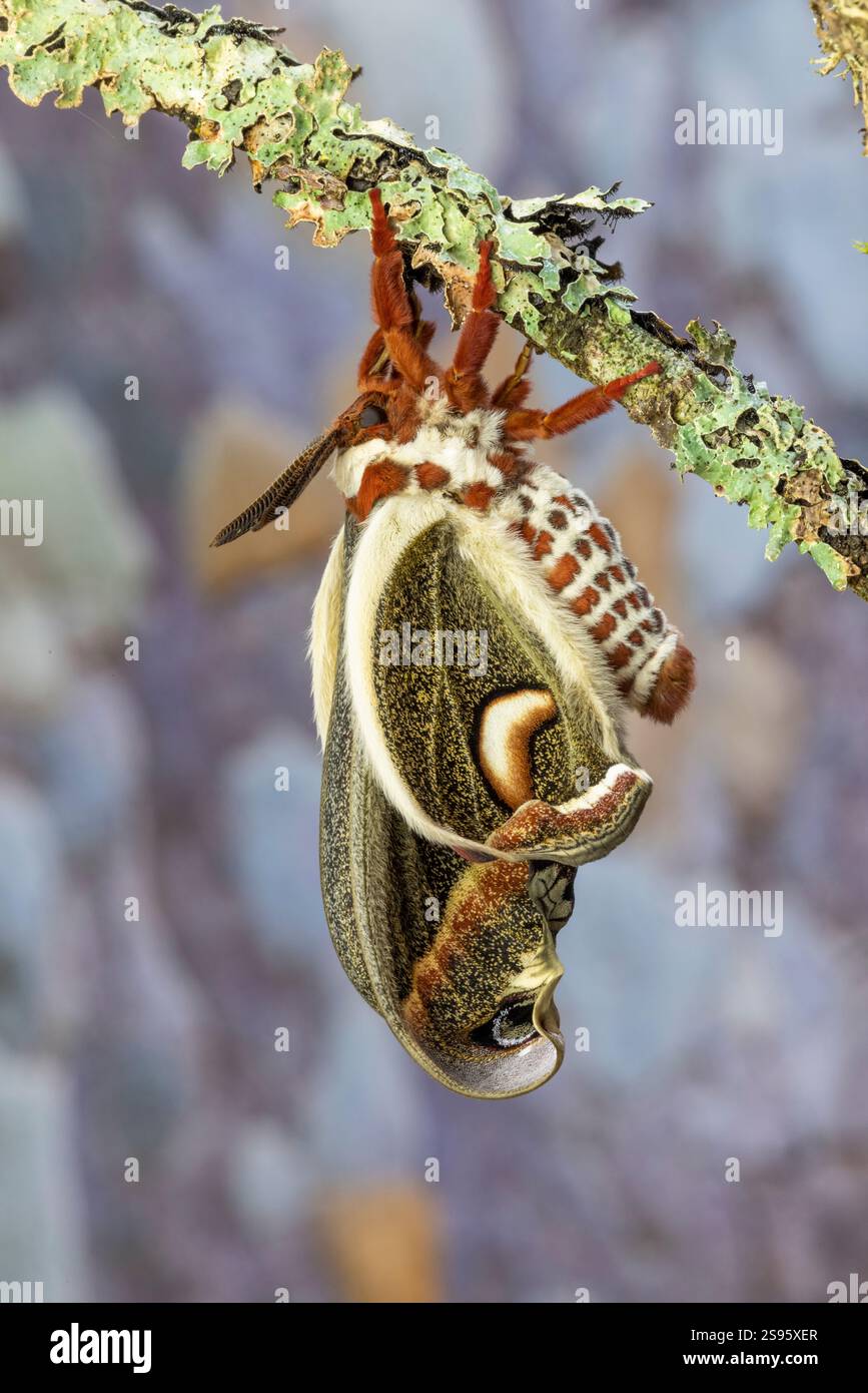 USA, Washington State, Sammamish. Red robin silk moth expanding its new ...