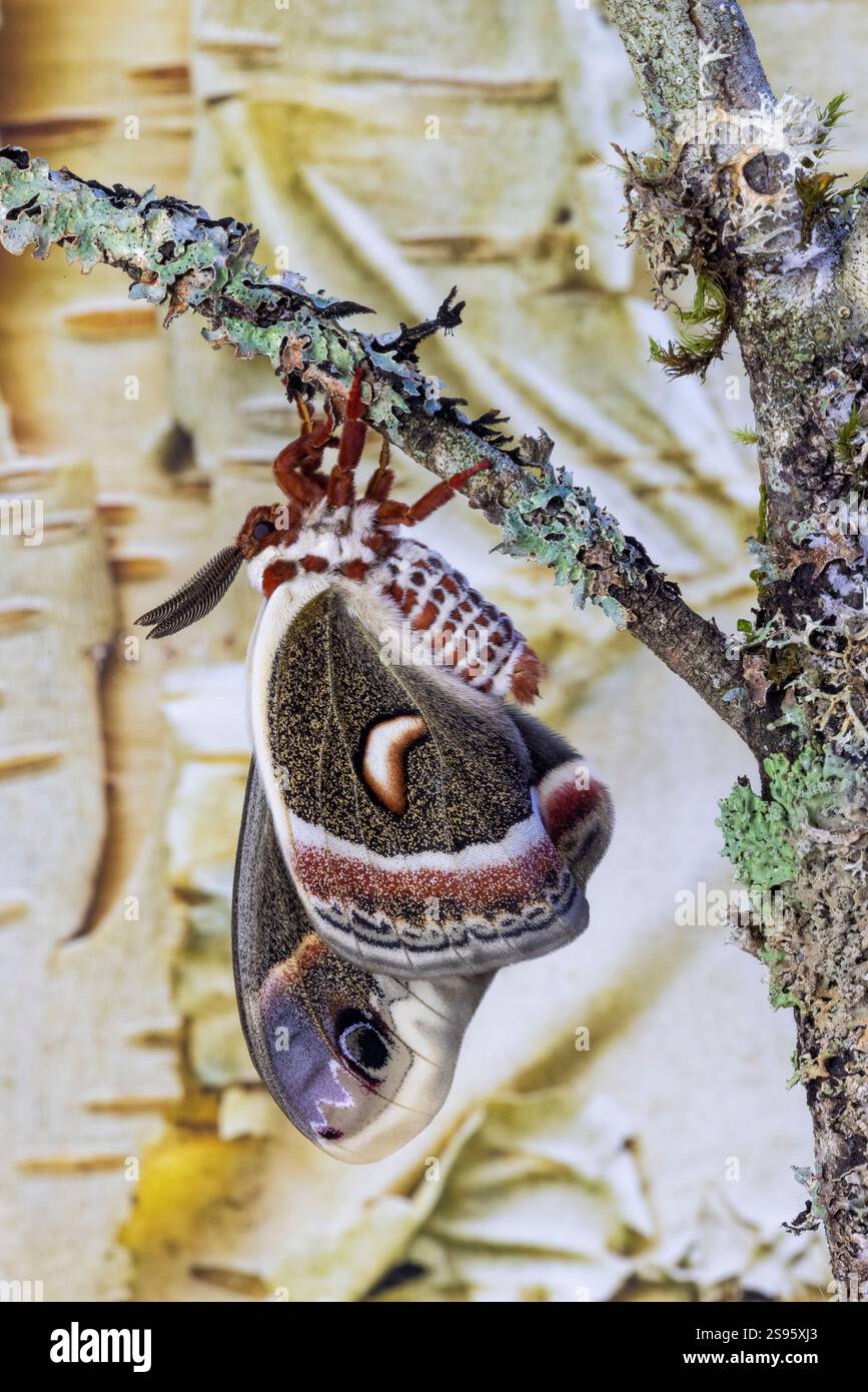 USA, Washington State, Sammamish. Red robin silk moth Stock Photo - Alamy