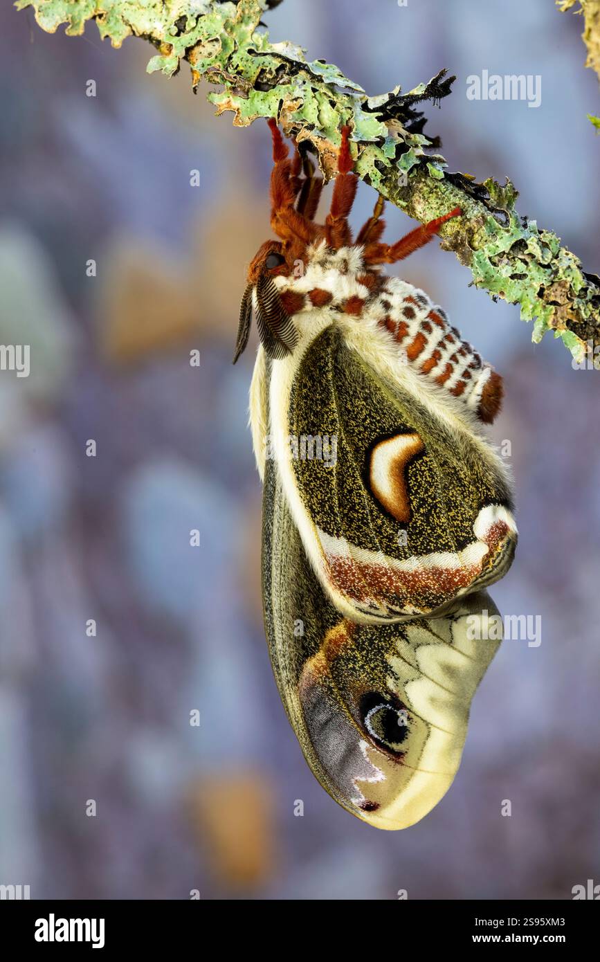 USA, Washington State, Sammamish. Red robin silk moth expanding its new ...