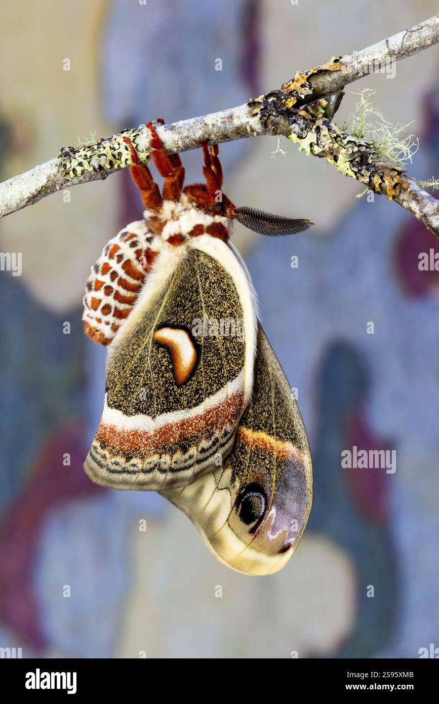 USA, Washington State, Sammamish. Red robin silk moth Stock Photo - Alamy
