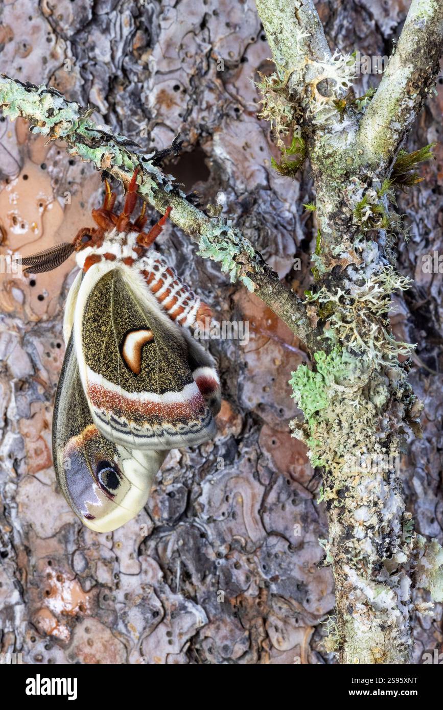 USA, Washington State, Sammamish. Red robin silk moth on ponderosa pine ...