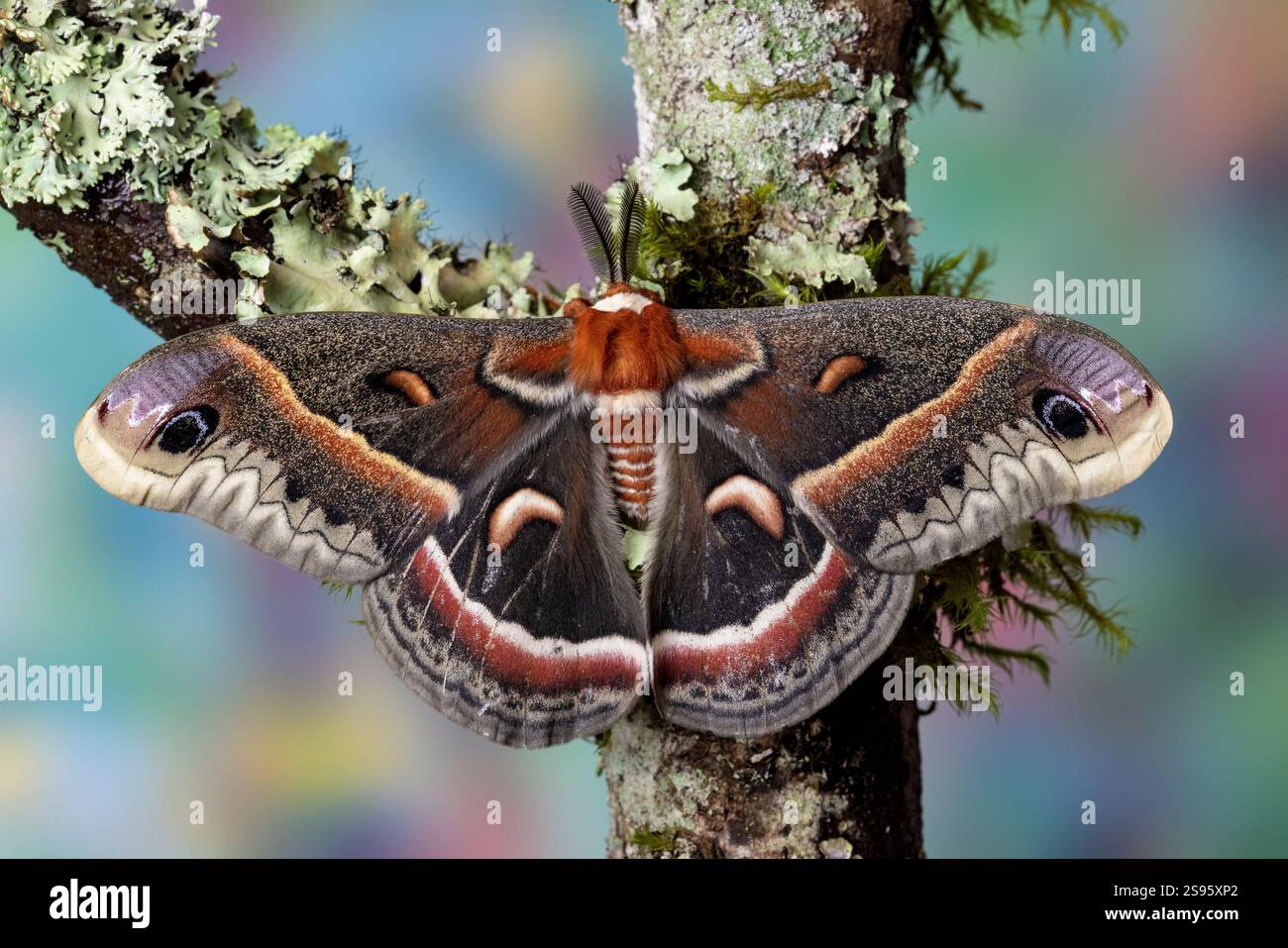 USA, Washington State, Sammamish. Red robin silk moth male Stock Photo ...