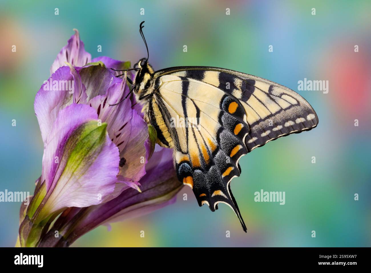 USA, Washington State, Sammamish. Eastern tiger swallowtail buttery on ...