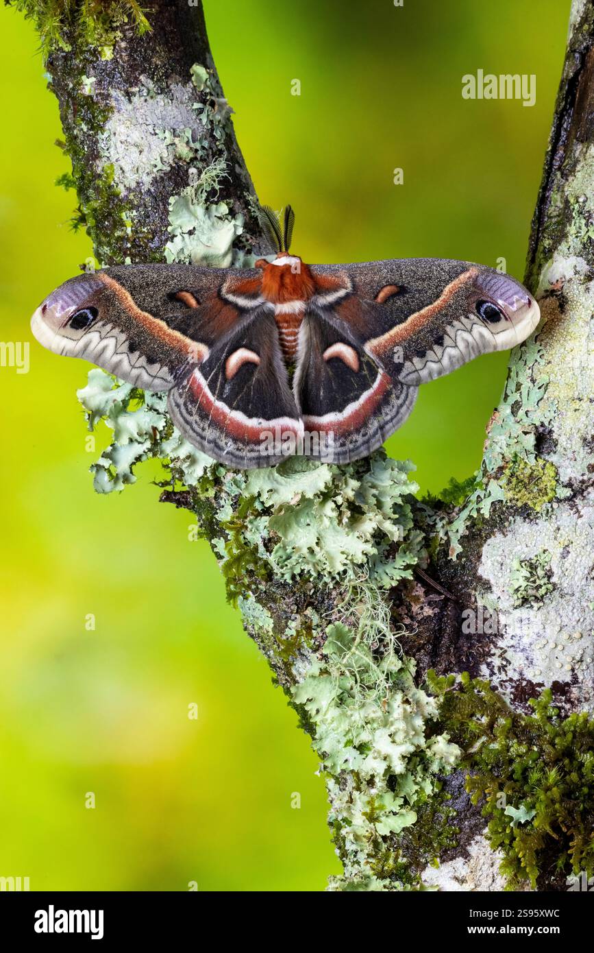 USA, Washington State, Sammamish. Red robin silk moth male Stock Photo ...