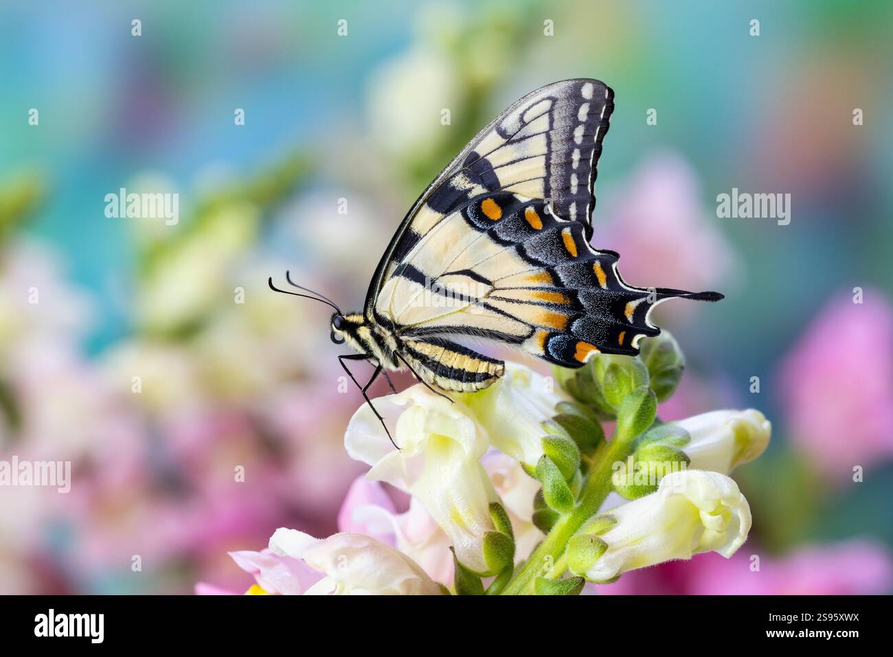 USA, Washington State, Sammamish. Eastern tiger swallowtail buttery on ...
